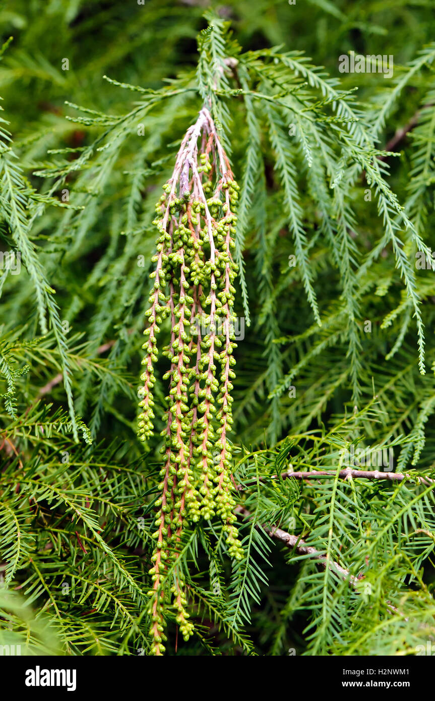 Pollen cones and foliage of bald cypress (Taxodium distichum Stock ...