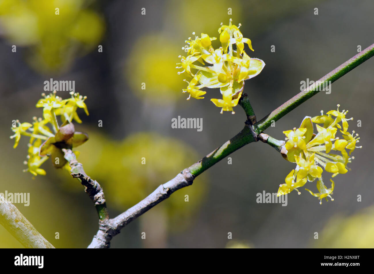 Flowers of European Cornel Stock Photo - Alamy
