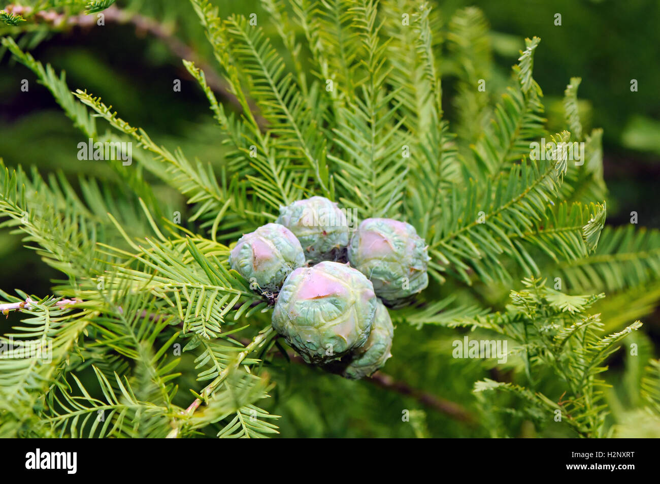 Pollen cones and foliage of bald cypress (Taxodium distichum Stock ...
