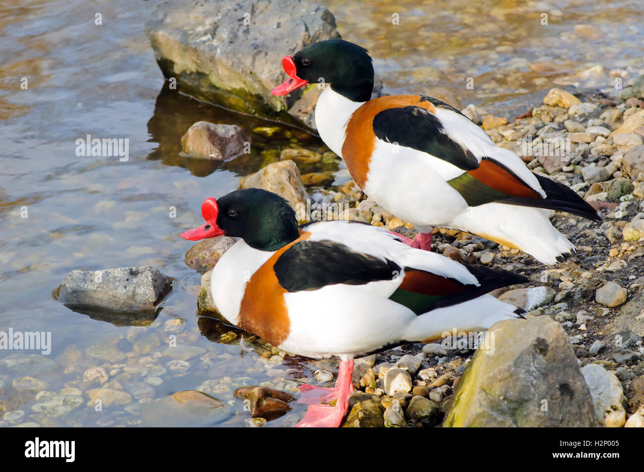 Common shelducks hi-res stock photography and images - Alamy