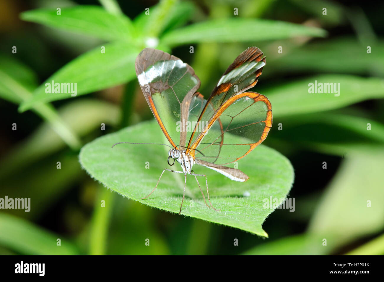 Closeup of fragile butterfly Glasswing (Greta oto) on a leaf Stock ...