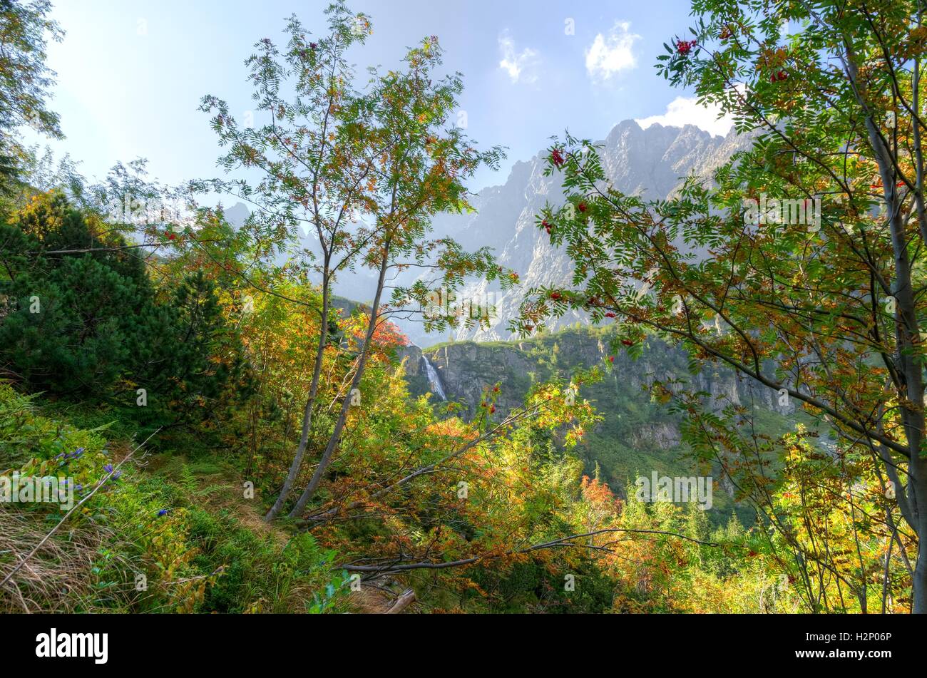 Summer mountain landscape. Rowan trees with a waterfall and mountain ...