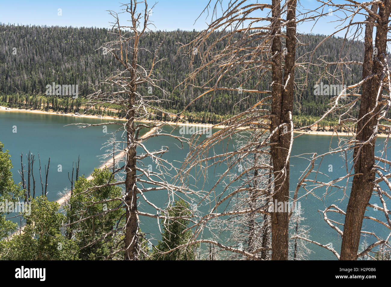 Navajo Lake in Dixie National Forest, Utah Stock Photo - Alamy