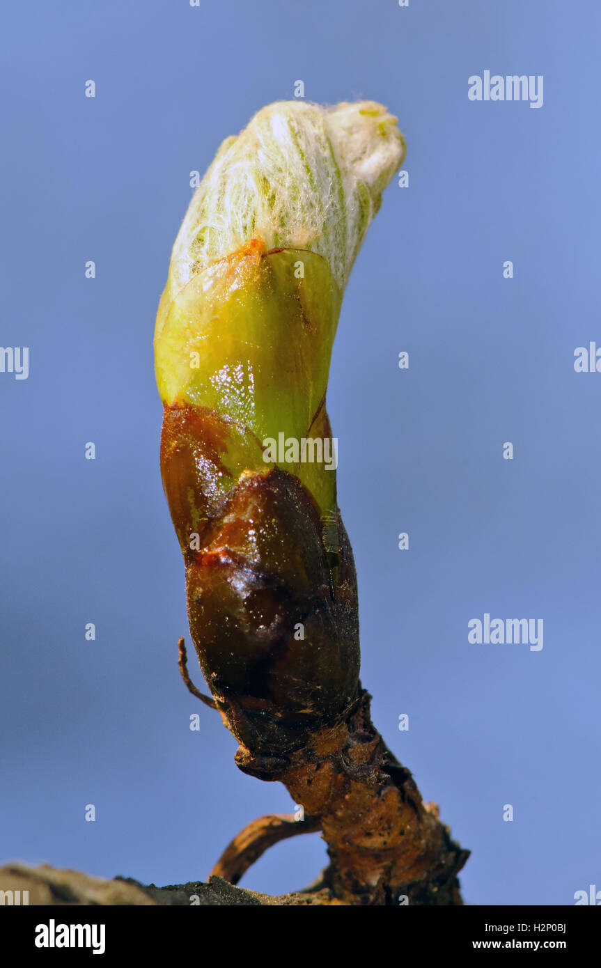 Piceous hi-res stock photography and images - Alamy