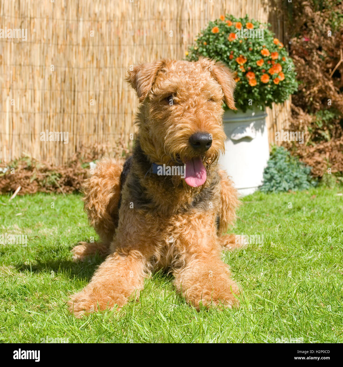 airedale Stock Photo - Alamy