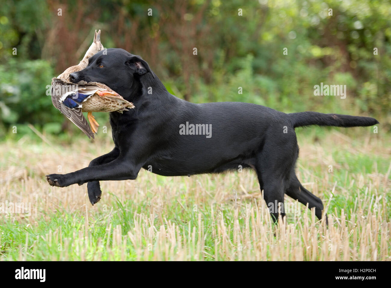 Yellow Labrador Duck Hunting