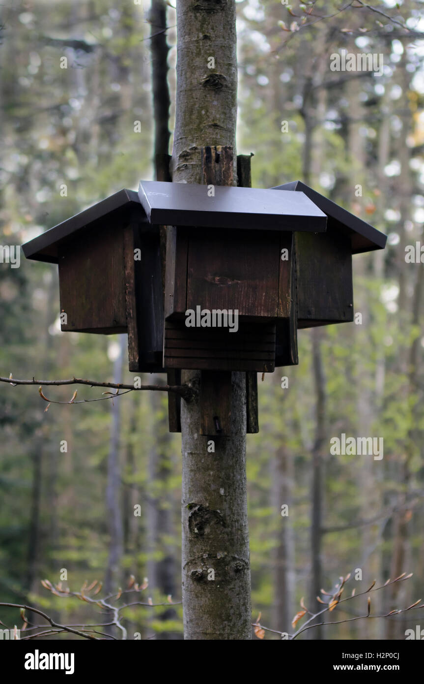 Bat houses set on the beech tree in forest Stock Photo - Alamy