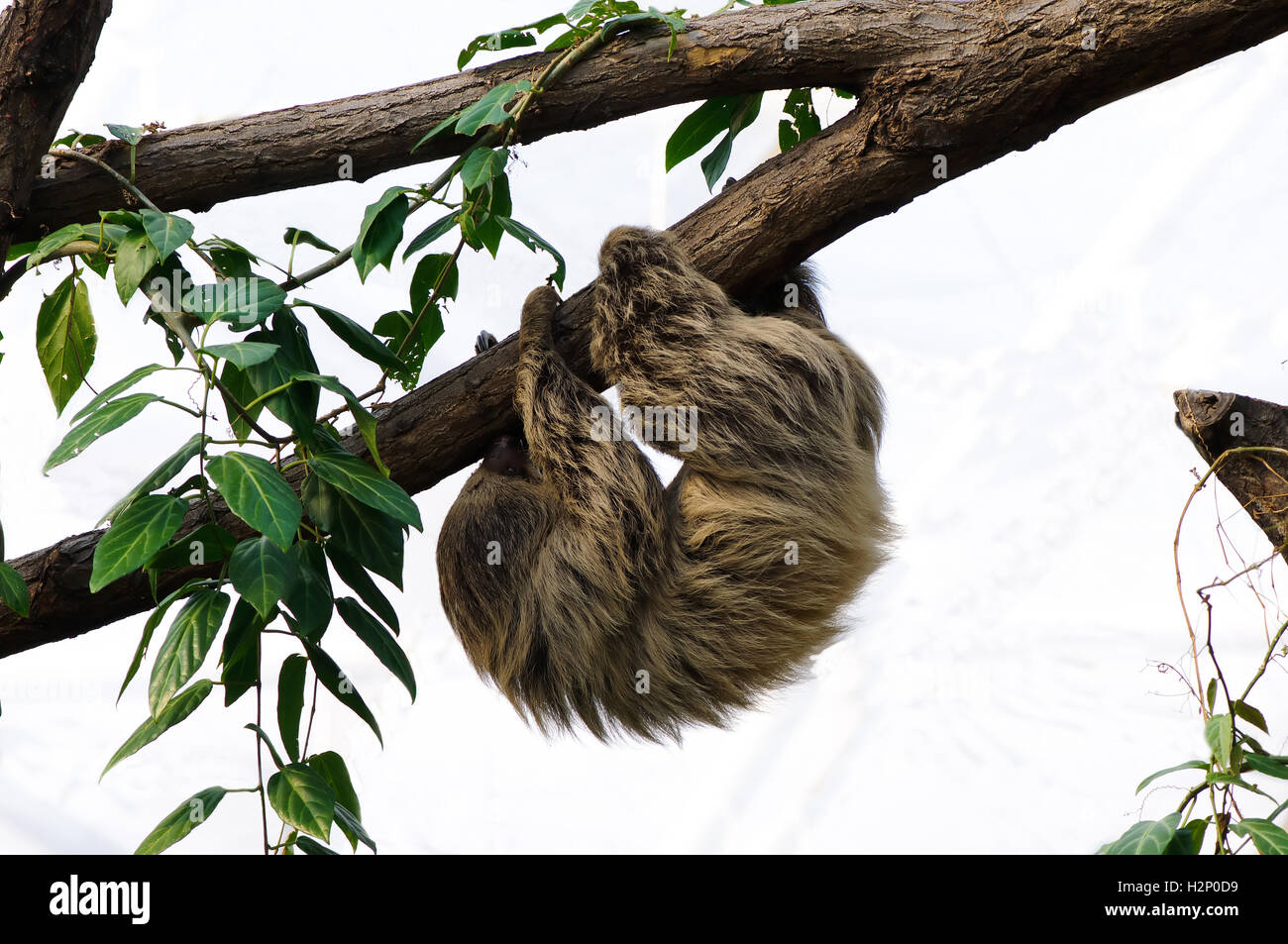 Sloth hanging on branch hi-res stock photography and images - Alamy