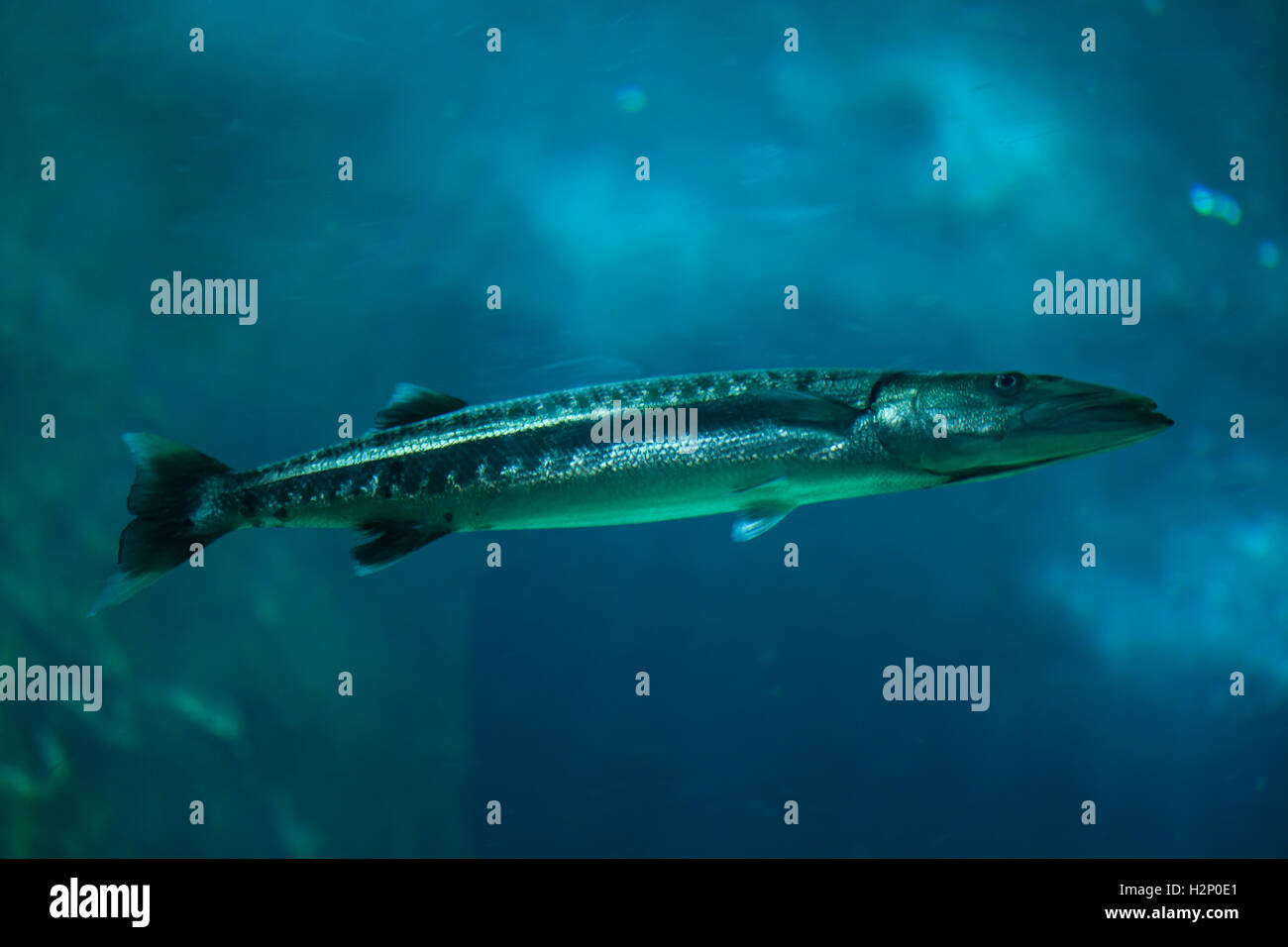 Great barracuda (Sphyraena barracuda), also known as the giant ...