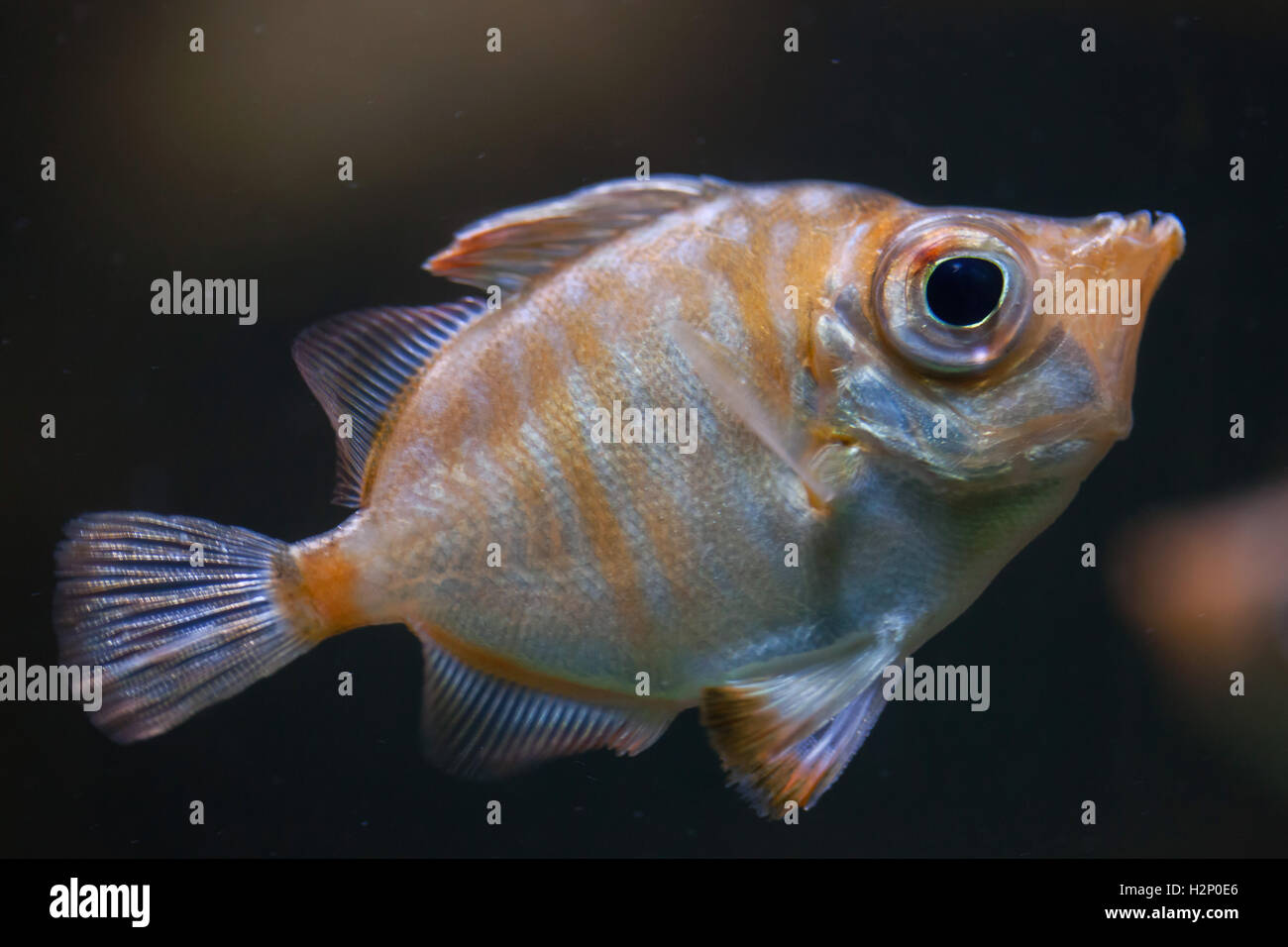 Boarfish (Capros aper). Marine fish Stock Photo - Alamy