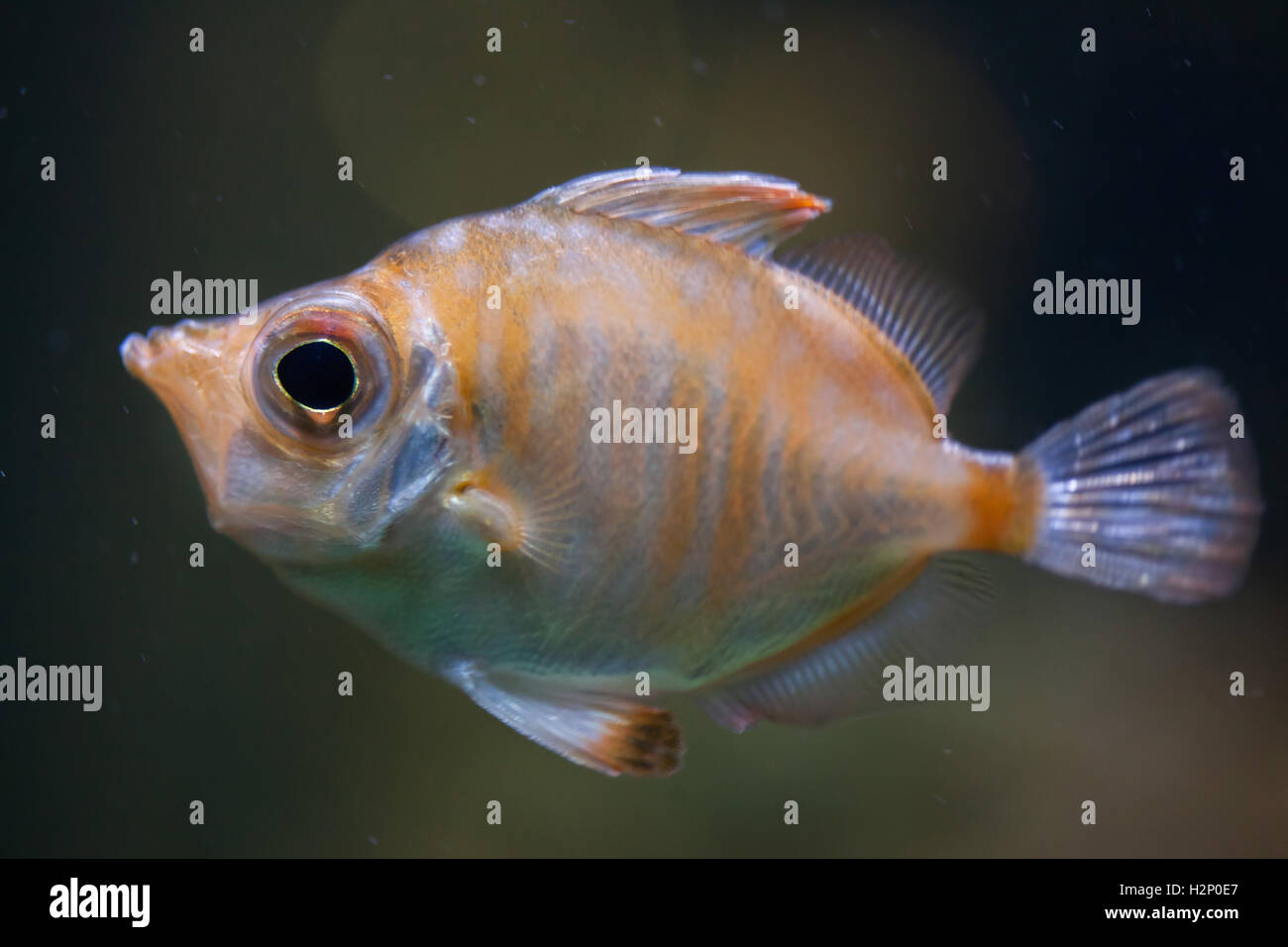 Boarfish (Capros aper). Marine fish Stock Photo - Alamy