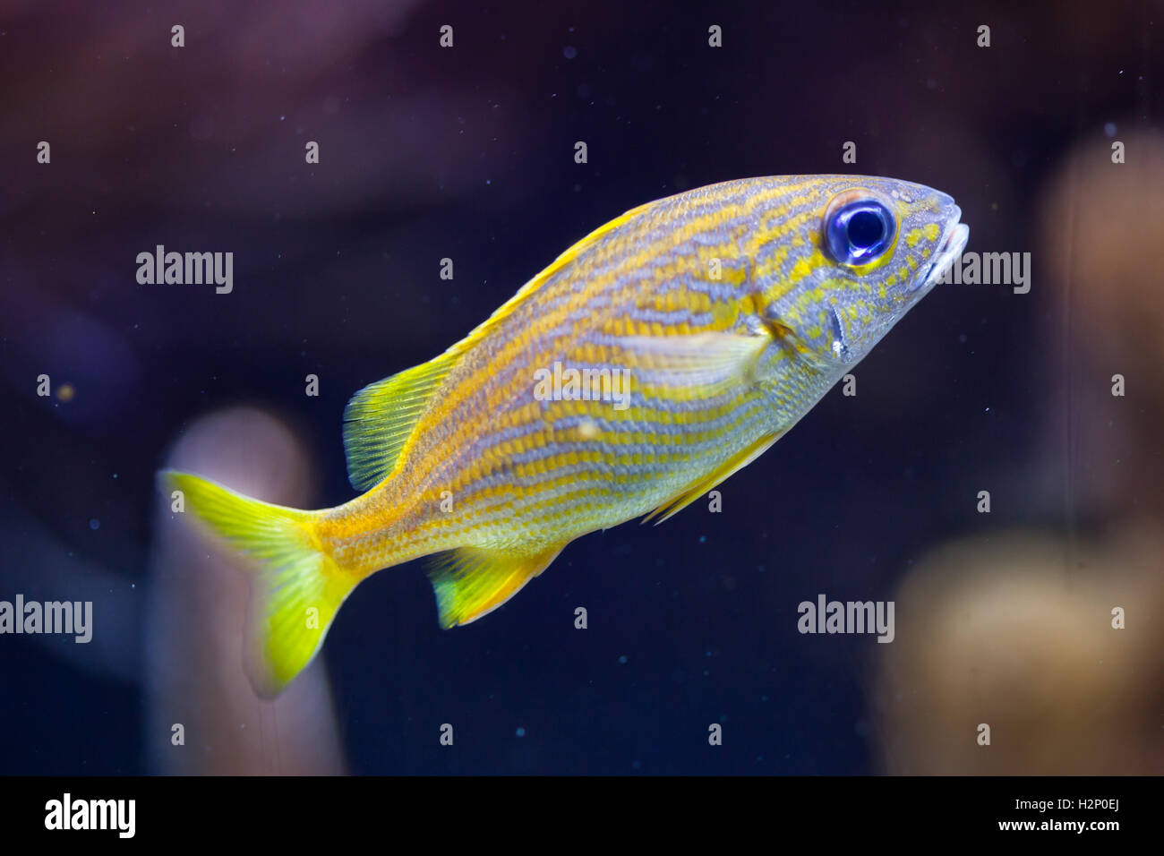 Juvenile Grunt Fish at Alyssa Coode blog