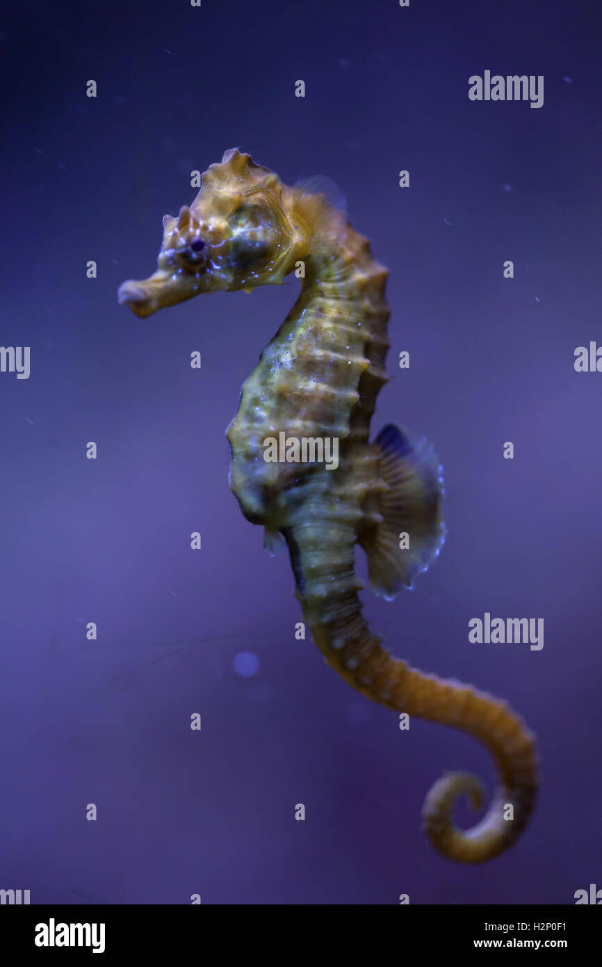 Short-snouted seahorse (Hippocampus hippocampus). Sea animal Stock ...