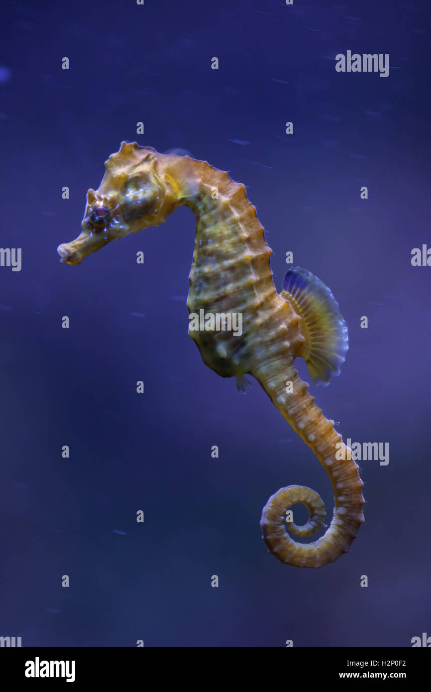 Short-snouted seahorse (Hippocampus hippocampus). Sea animal Stock ...