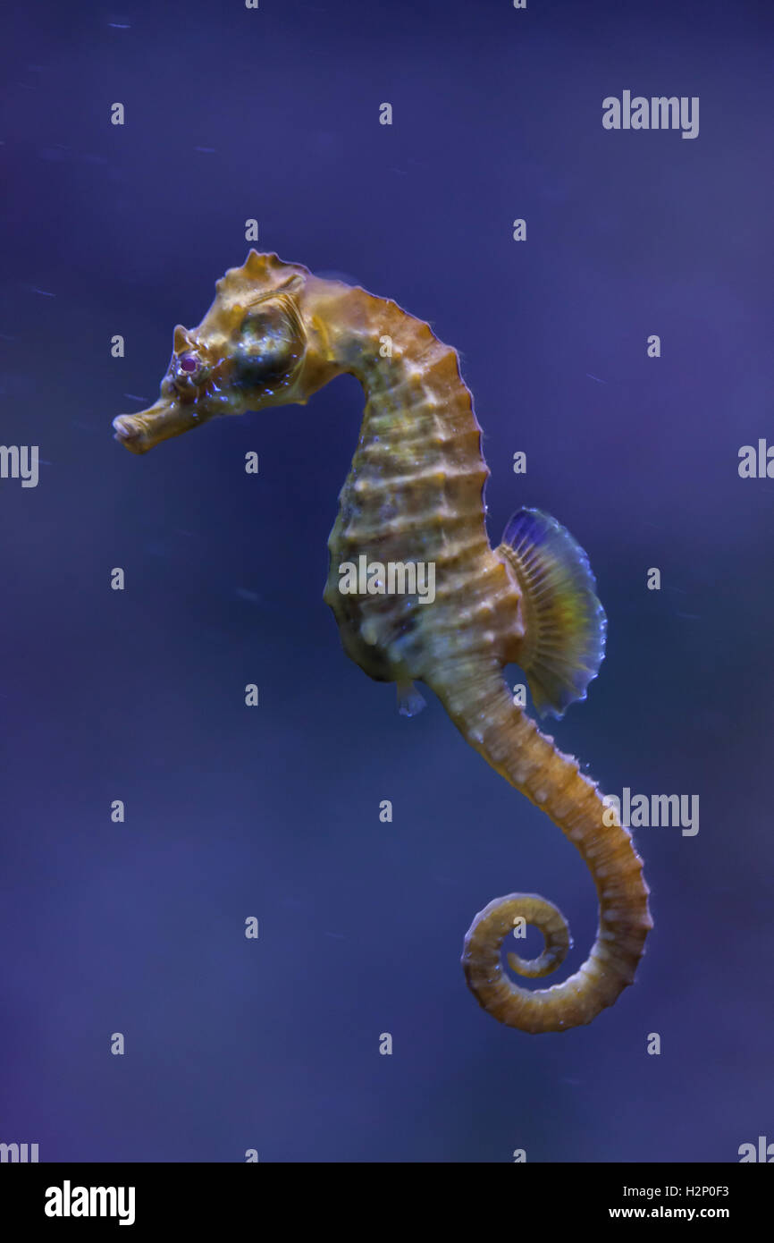 Short-snouted seahorse (Hippocampus hippocampus). Sea animal Stock ...