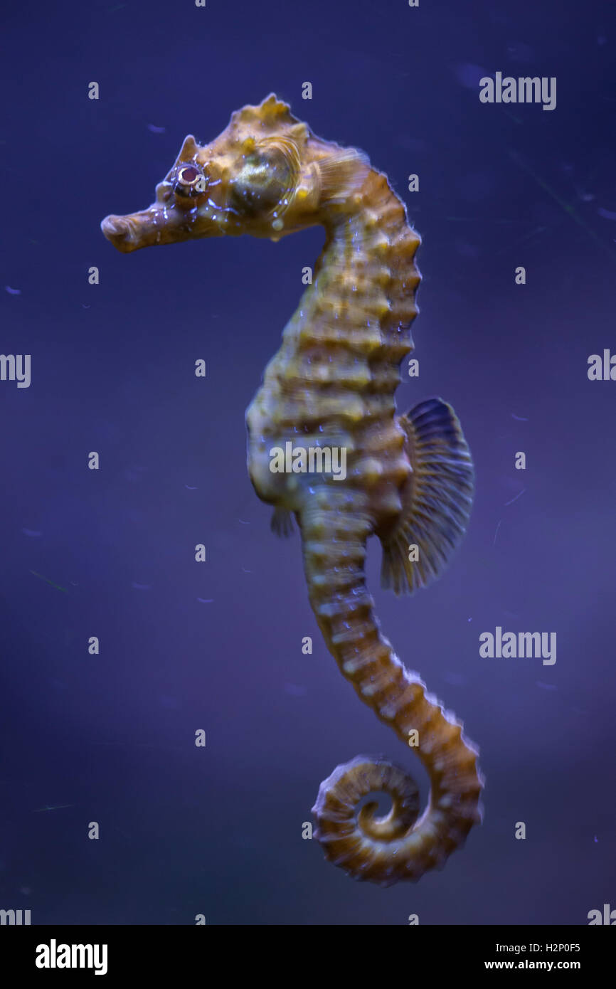 Short-snouted seahorse (Hippocampus hippocampus). Sea animal Stock ...