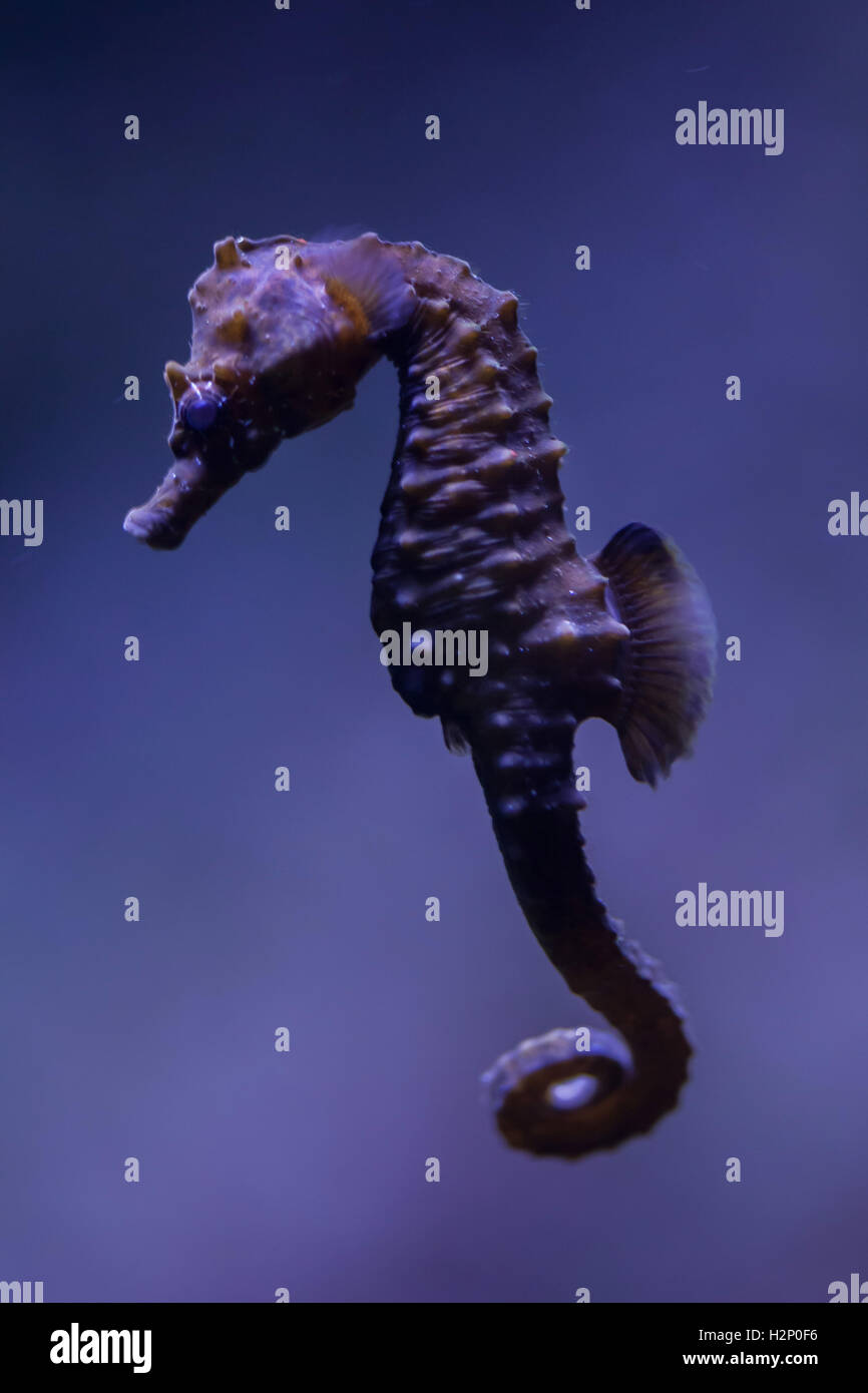 Short-snouted seahorse (Hippocampus hippocampus). Sea animal Stock ...