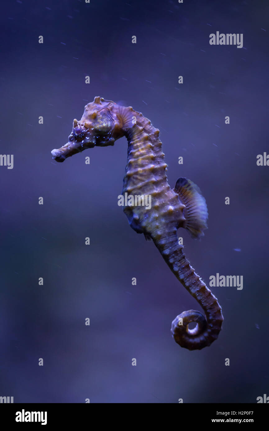 Short-snouted seahorse (Hippocampus hippocampus). Sea animal Stock ...
