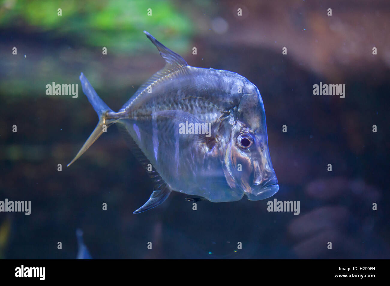 Lookdown (Selene vomer). Marine fish Stock Photo - Alamy