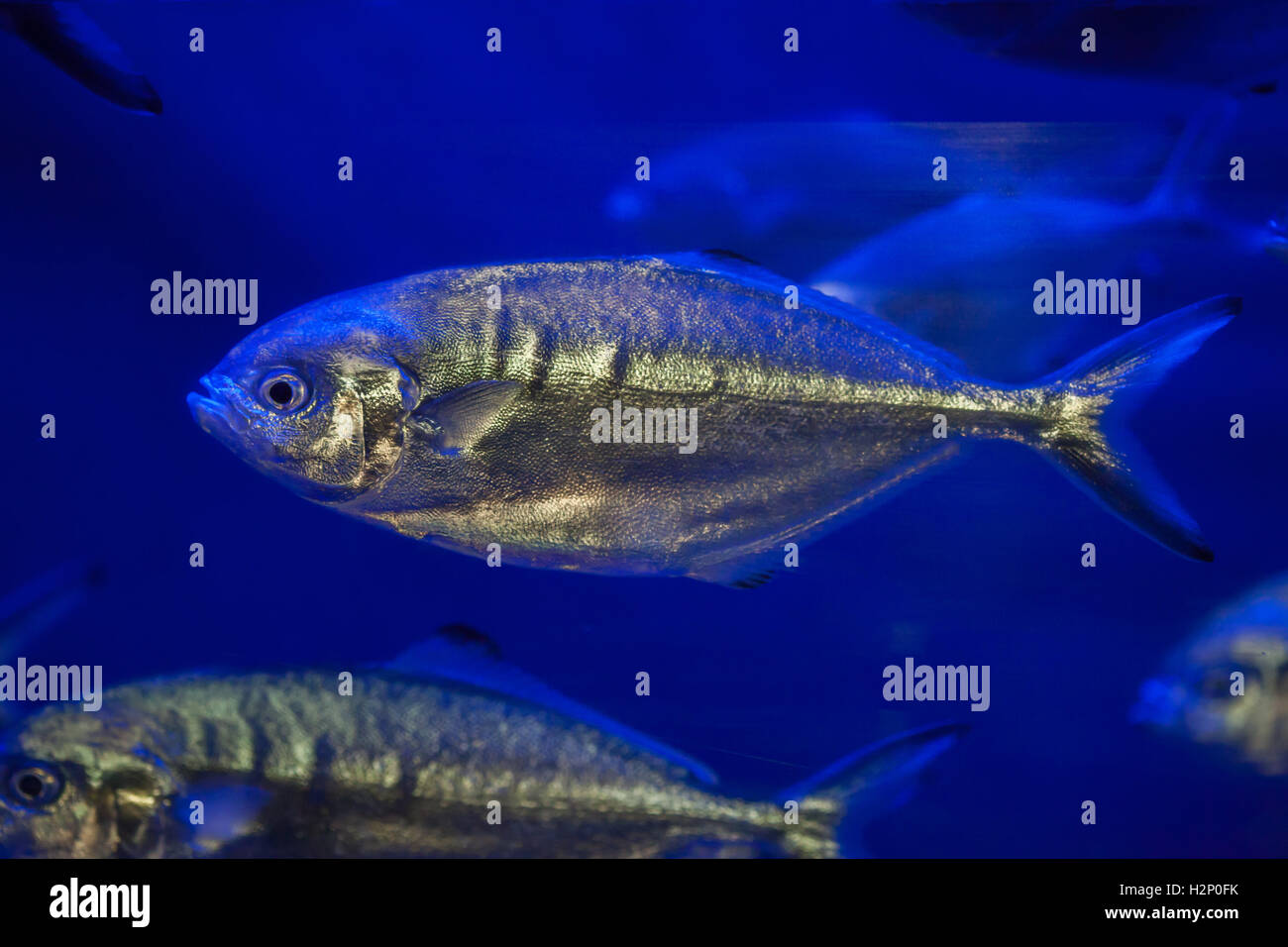 Atlantic horse mackerel (Trachurus trachurus) in the Biarritz Aquarium ...