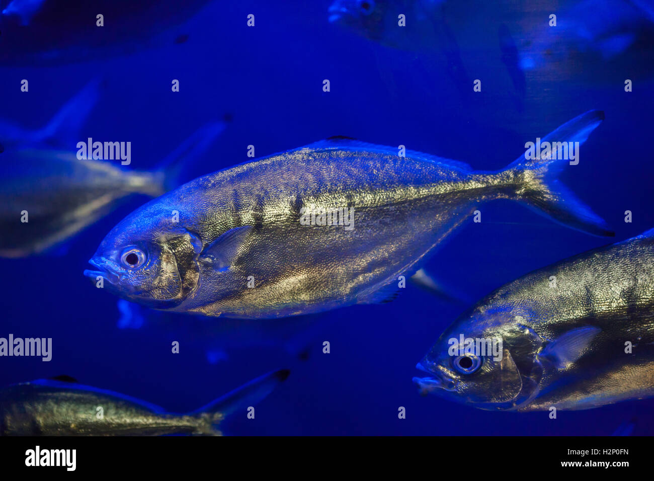 Atlantic Horse Mackerel