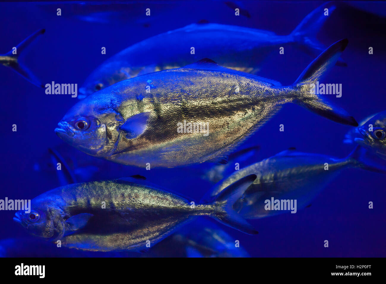 Trachurus fish hi-res stock photography and images - Alamy