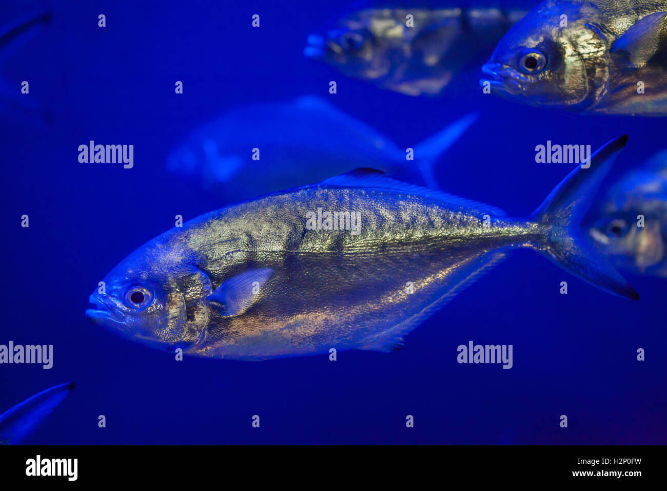 Saurel marine fish hi-res stock photography and images - Alamy