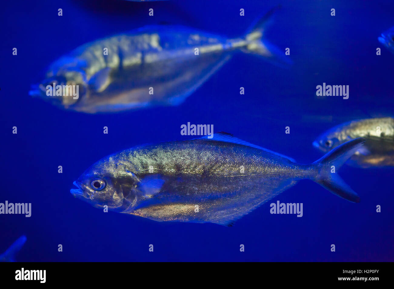 Atlantic horse mackerel (Trachurus trachurus) in the Biarritz Aquarium ...