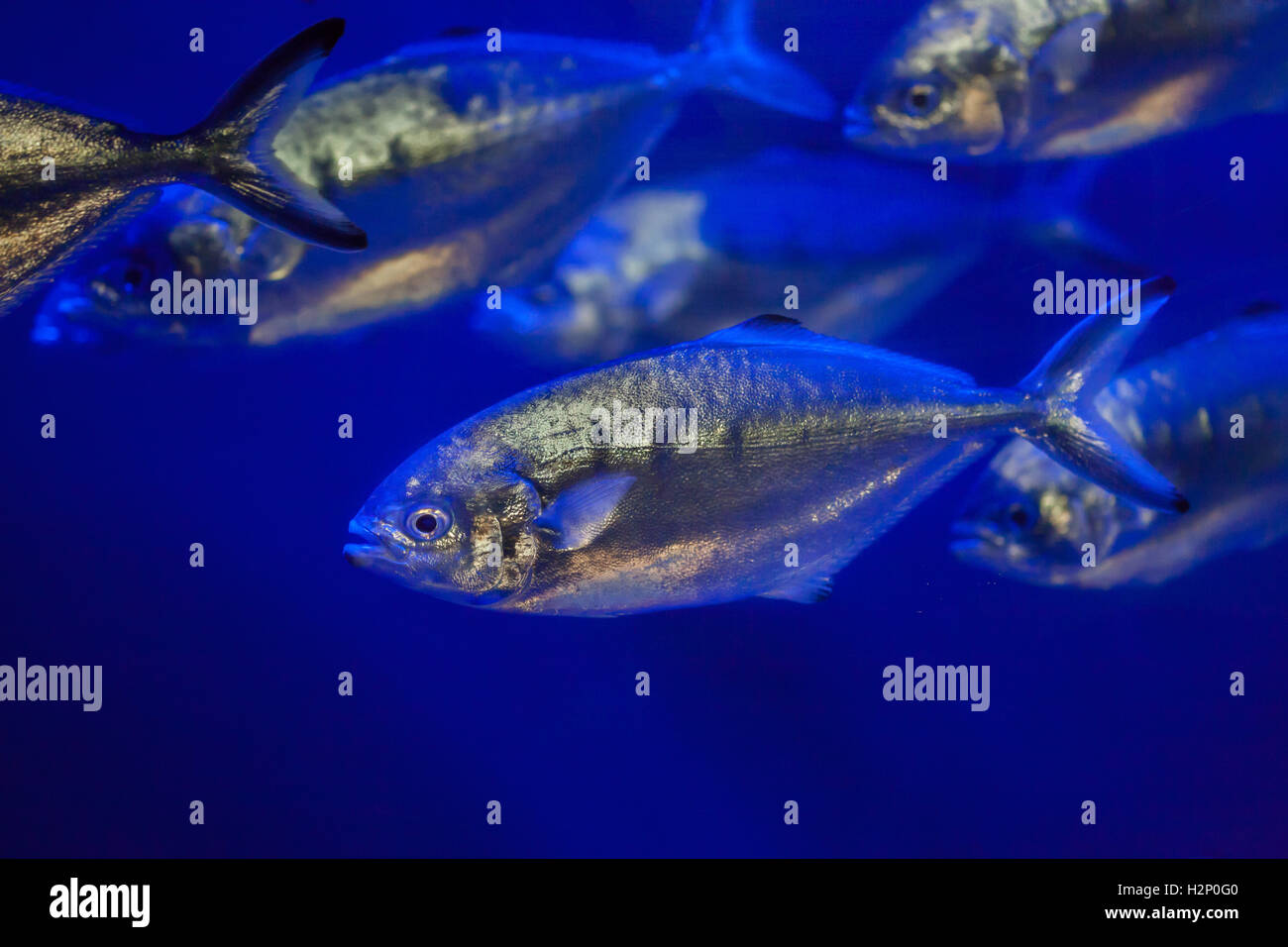 Saurel marine fish hi-res stock photography and images - Alamy