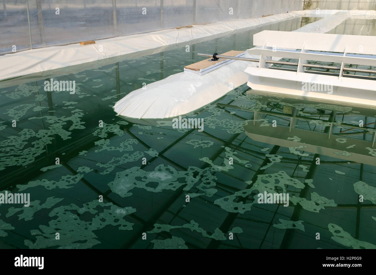 Plantation of spirulina. Spirulina is an algae used as nutrition ...