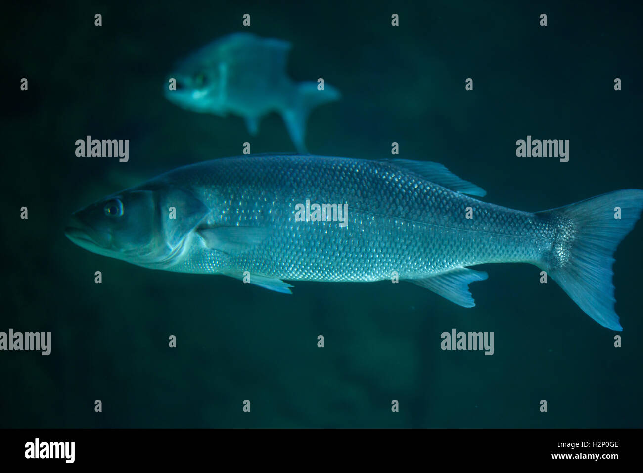 Thicklip grey mullet (Chelon labrosus Stock Photo - Alamy
