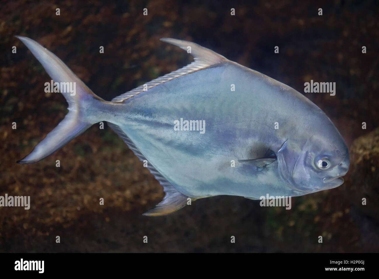 Permit (Trachinotus falcatus). Marine fish Stock Photo - Alamy