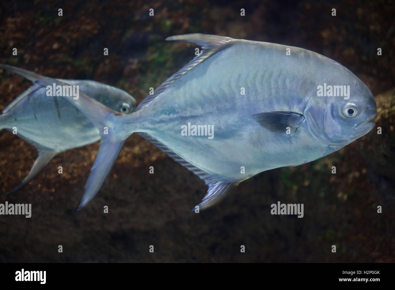 Permit (Trachinotus falcatus). Marine fish Stock Photo - Alamy