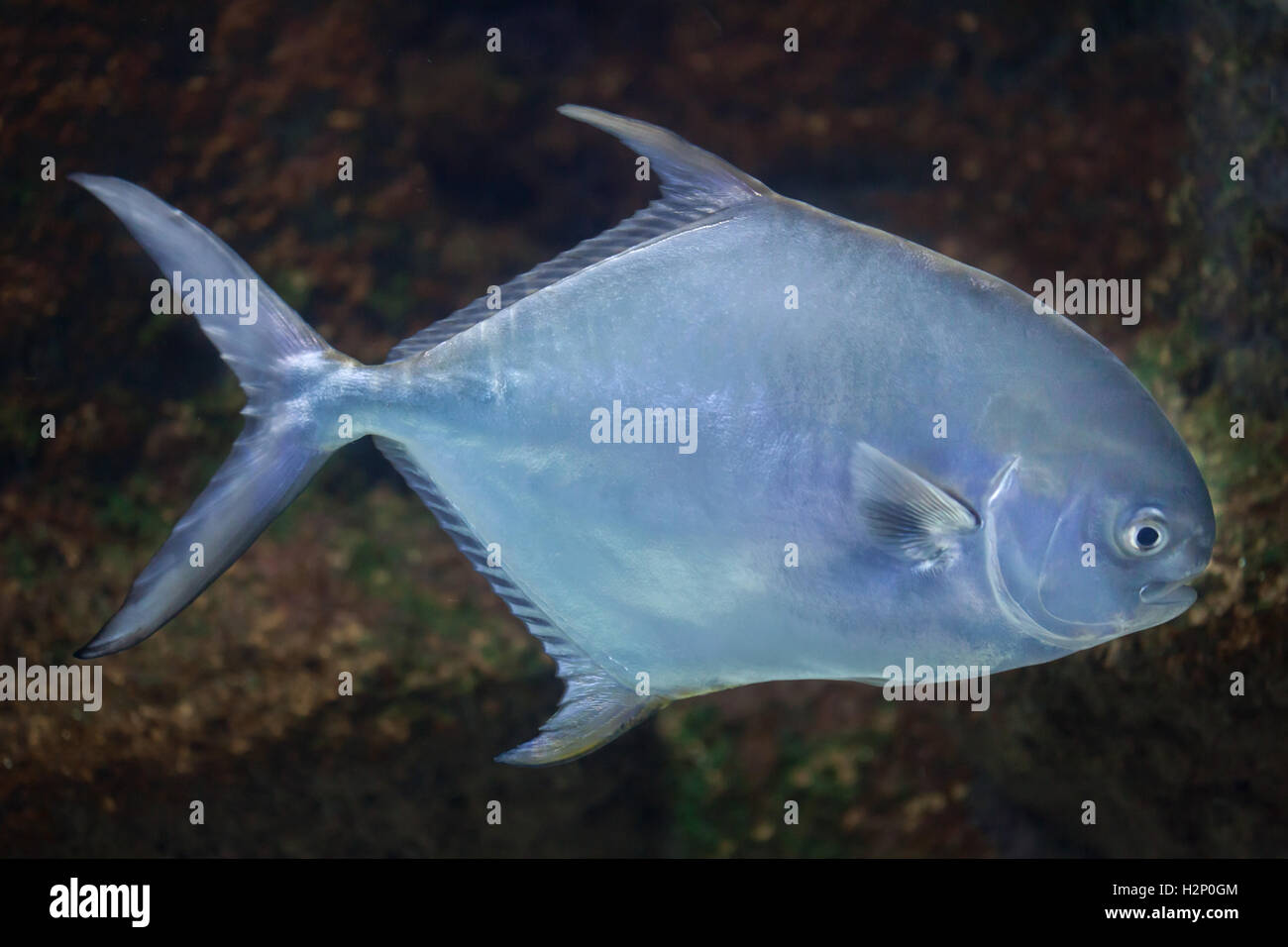 Permit fish hi-res stock photography and images - Alamy