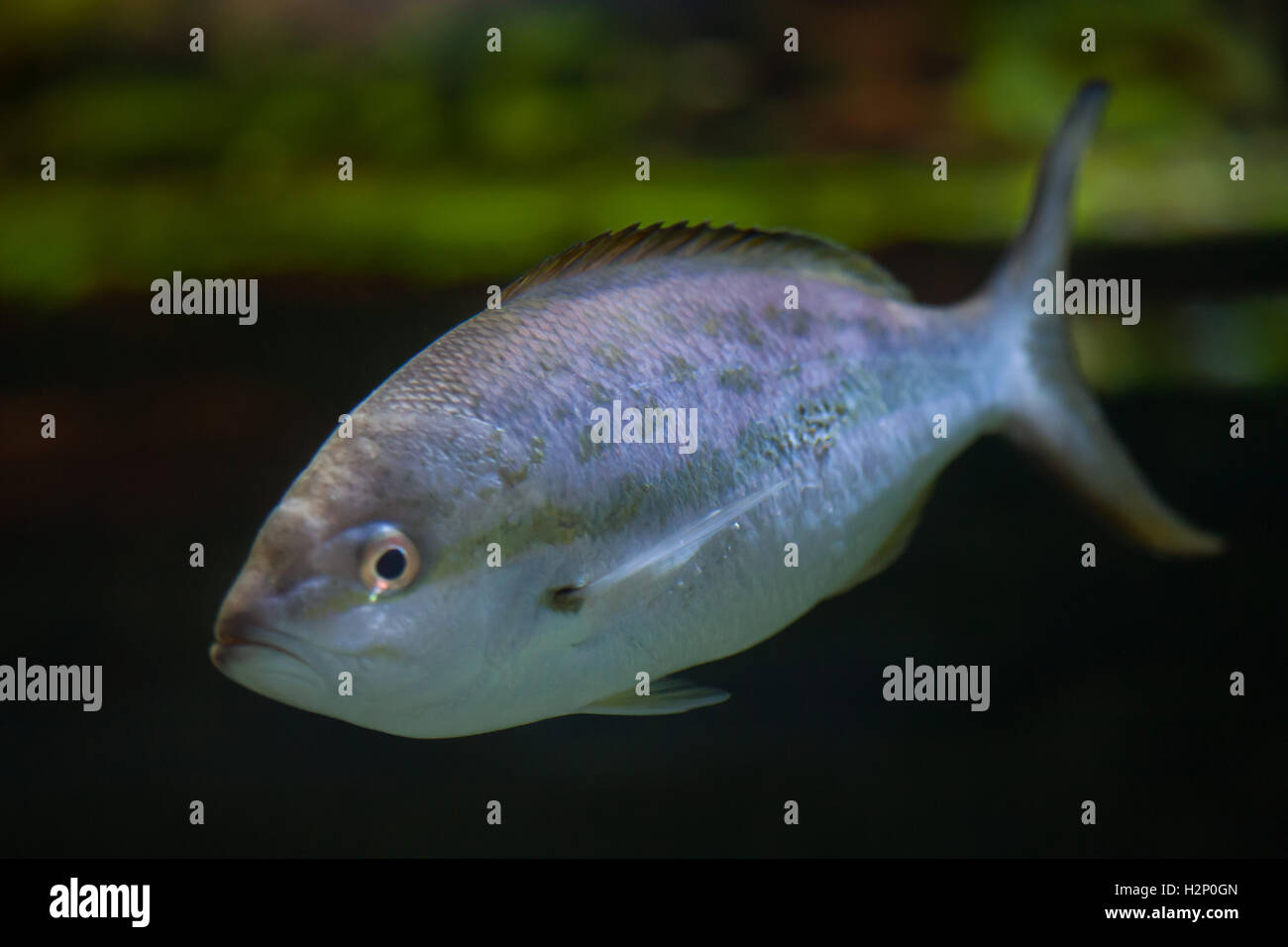 African pompano fish hi-res stock photography and images - Alamy