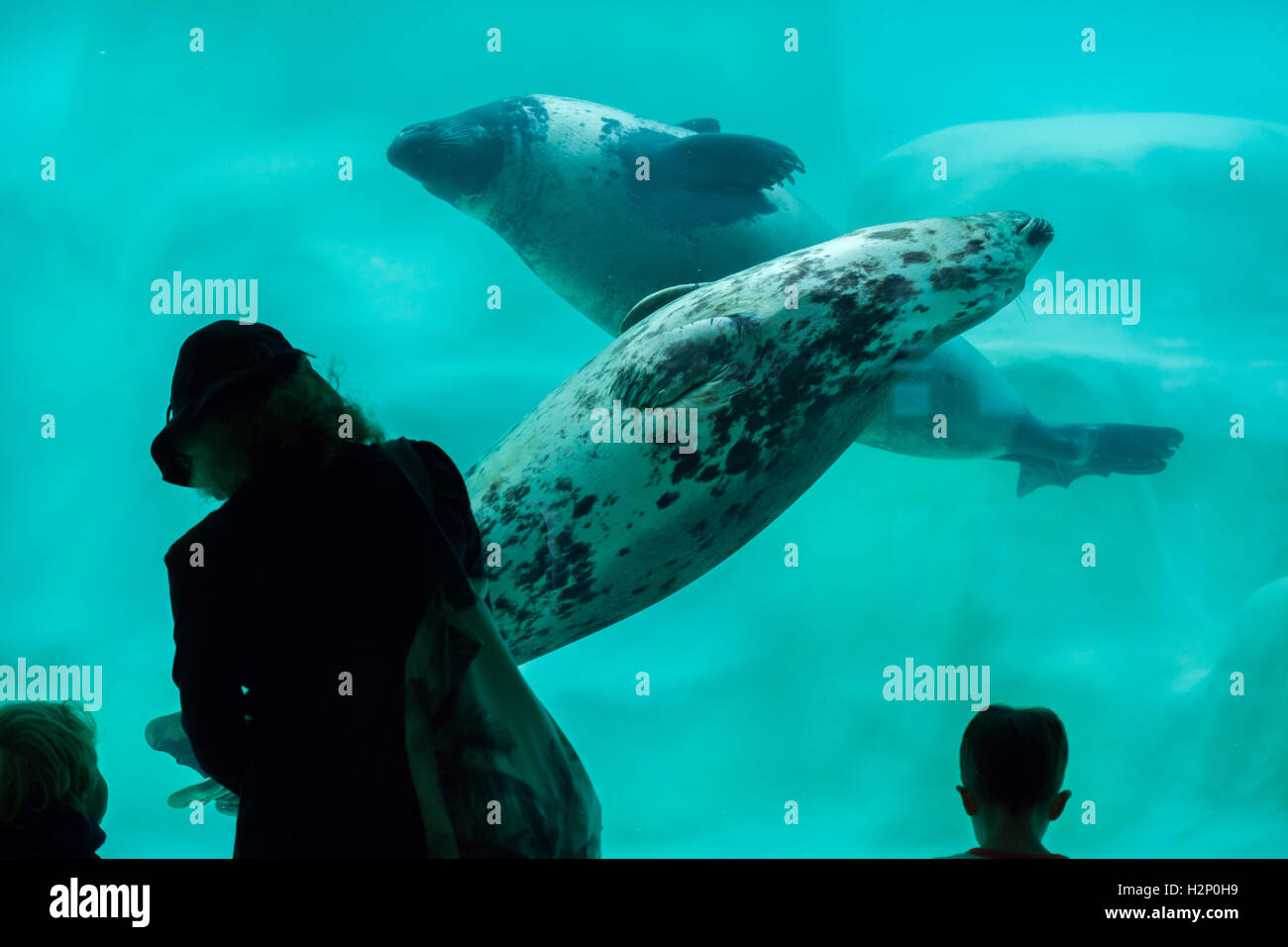 Atlantic grey seals underwater hi-res stock photography and images - Alamy