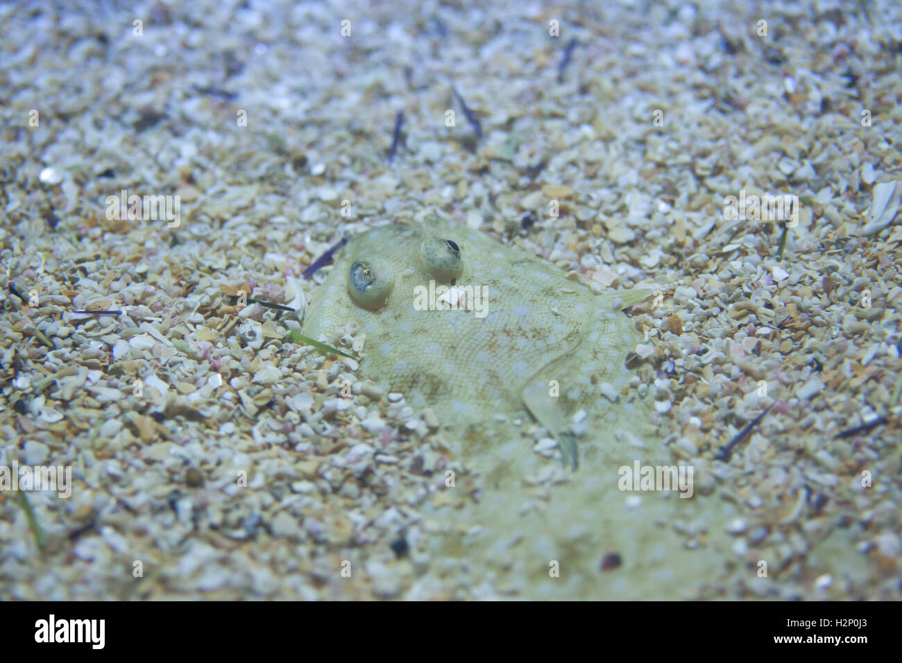 Senegalese sole (Solea senegalensis). Marine fish Stock Photo - Alamy