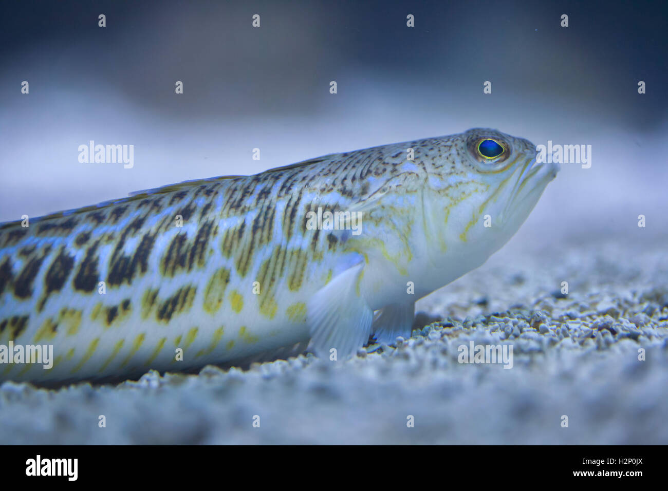 Greater weever (Trachinus draco Stock Photo - Alamy