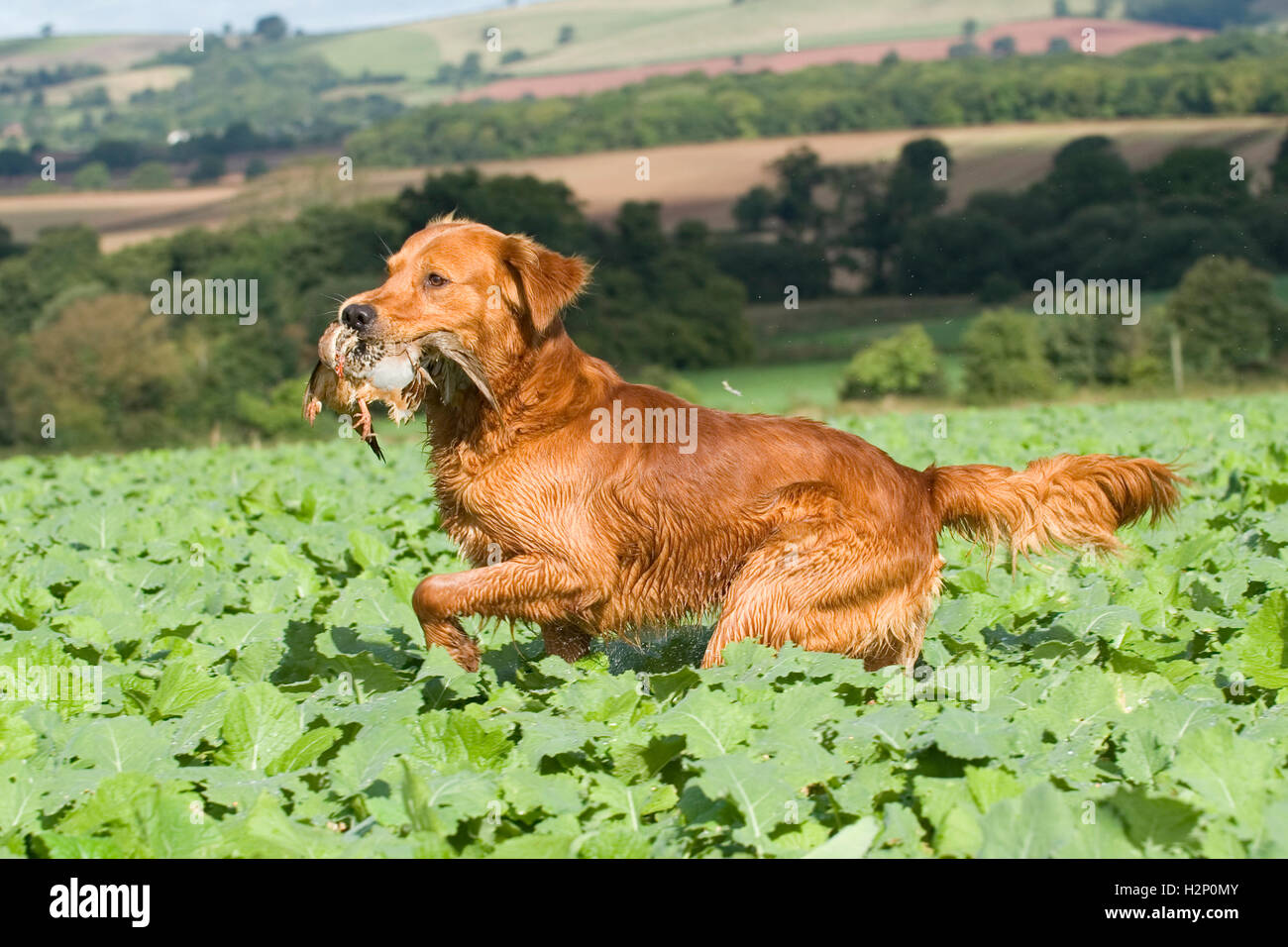Golden retriever duck in mouth hi-res stock photography and images - Alamy