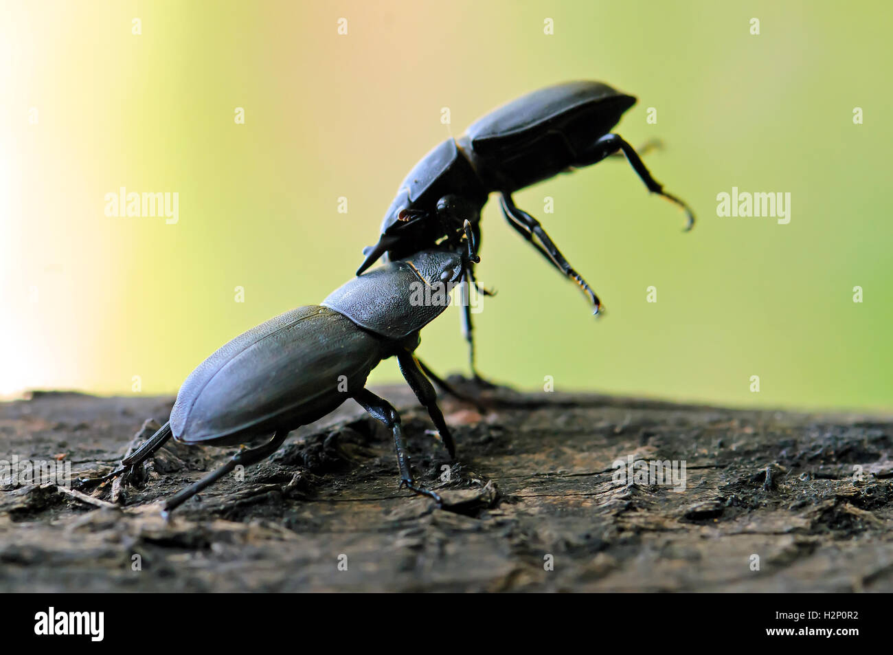 Two Lesser stag beetles (Dorcus parallelipipedus) are fighting Stock ...
