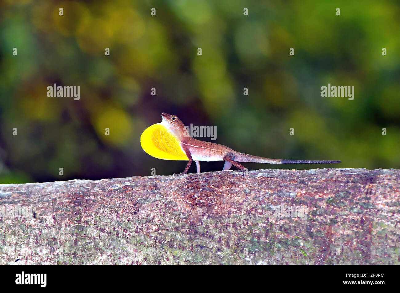 Male of a many-scaled anole (Norops polylepis) is displaying on a trunk ...