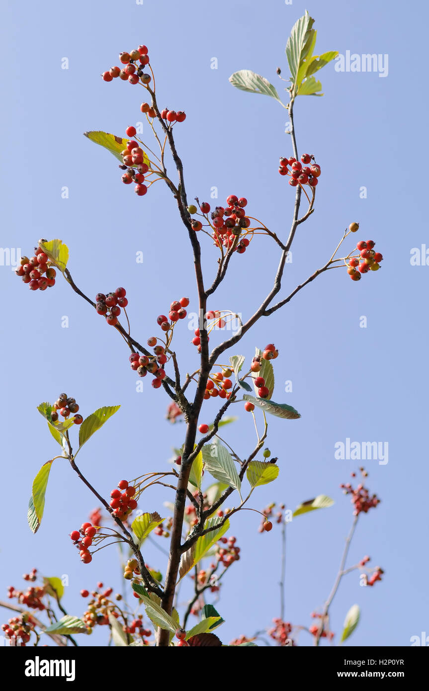 Branches of Common Whitebeam (Sorbus aria) with dark red fruits Stock ...