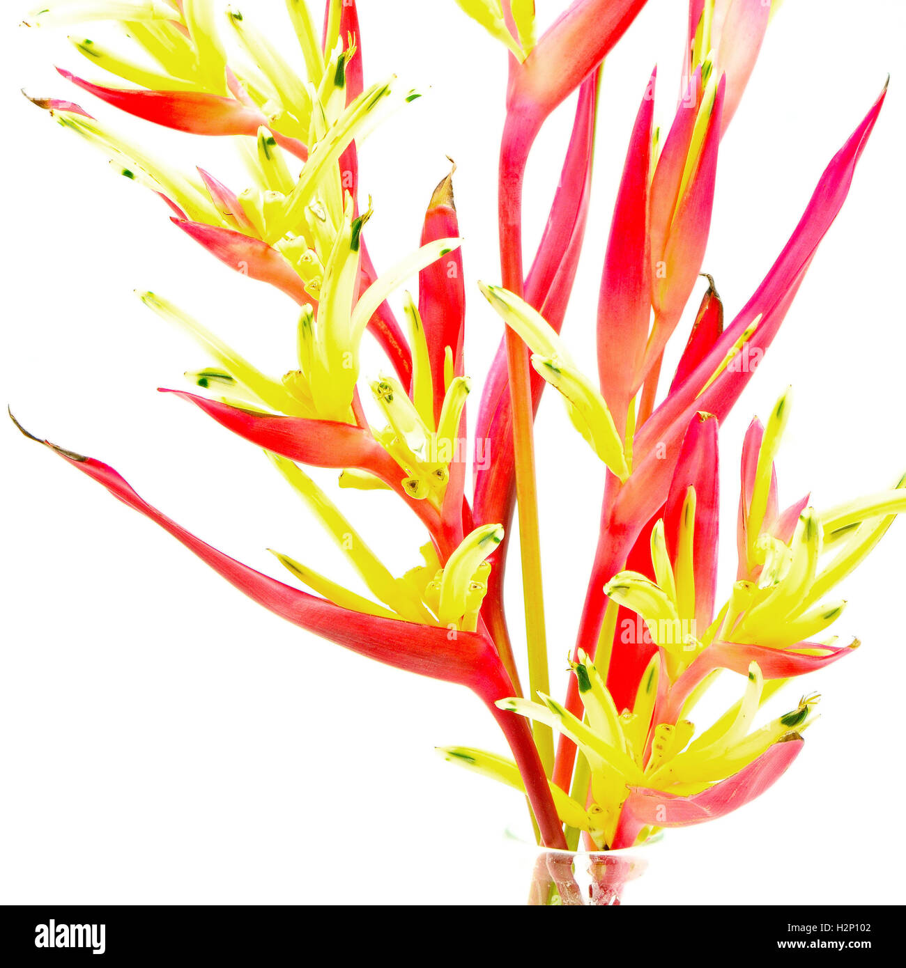 Heliconia Lady Di Stock Photo - Alamy