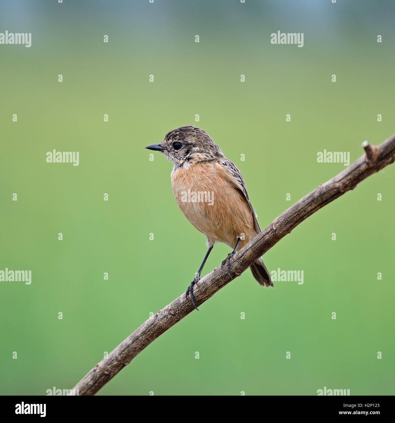 female Eastern Stonechat Stock Photo - Alamy
