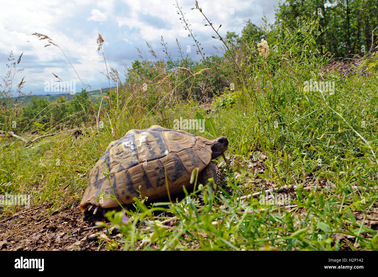 Greek Tortoise Habitat