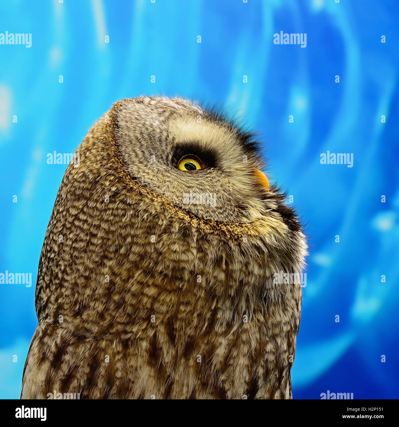 Great Grey Owl Stock Photo - Alamy