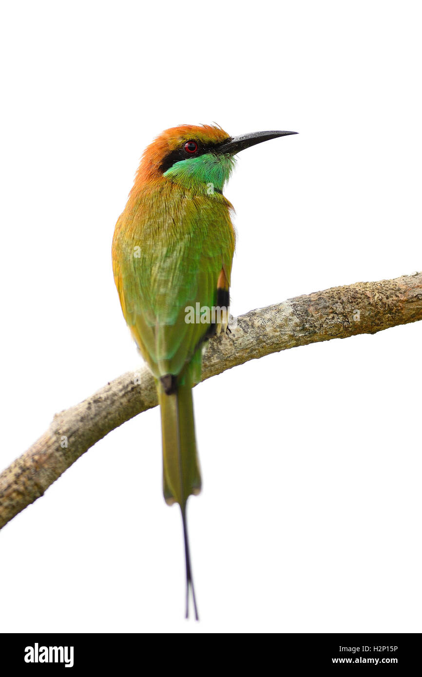 Little Green Bee-eater Stock Photo - Alamy