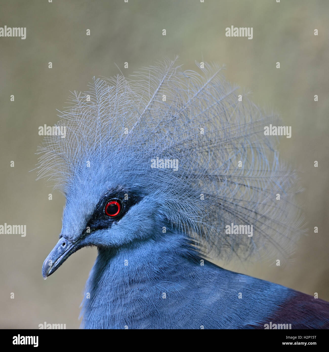 Crowned Pigeon Species High Resolution Stock Photography and Images - Alamy