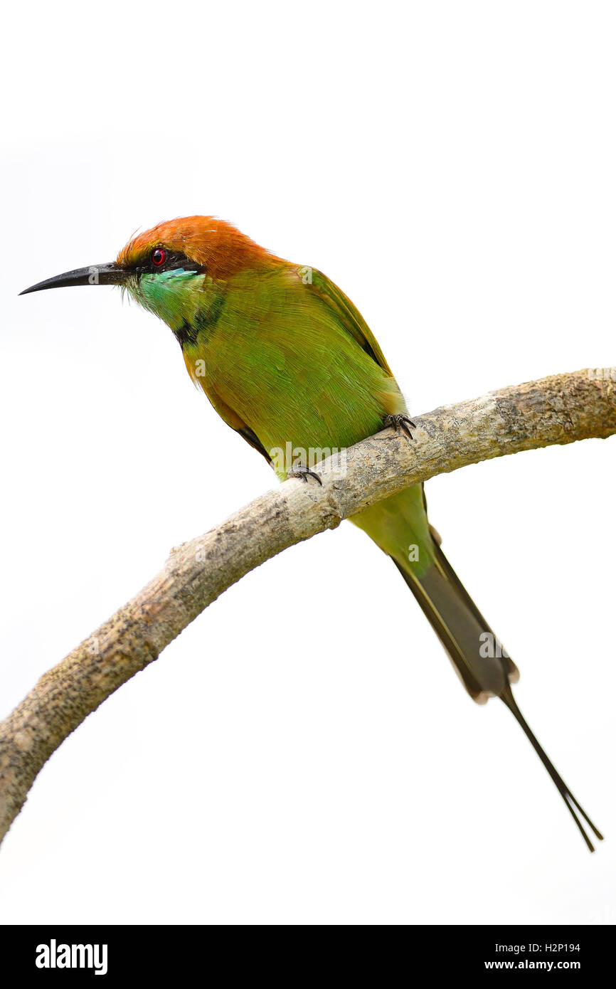 Little Green Bee-eater Stock Photo - Alamy