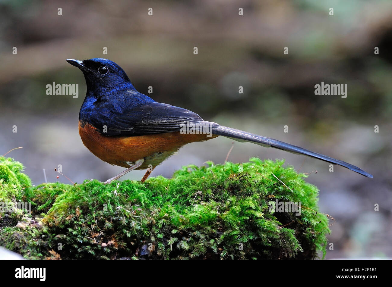 male White-rumped Shama Stock Photo - Alamy